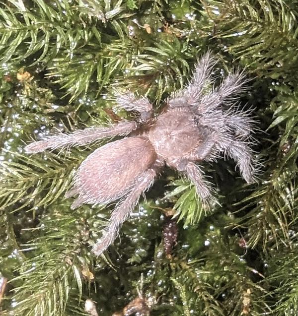 Tarantulas – CreepyCrawlys.com 🕷️