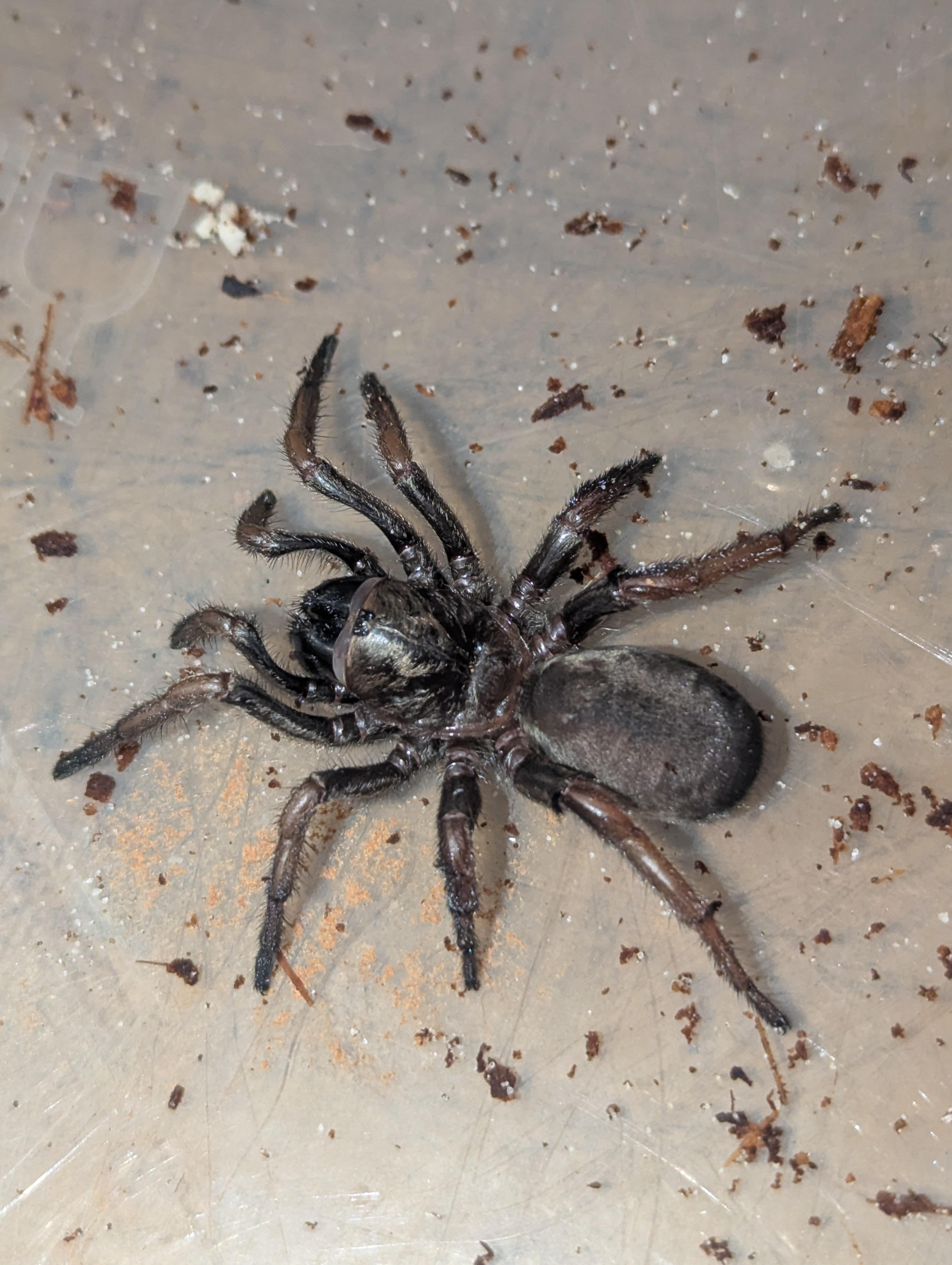Arbanitis sp. “Orange” – CreepyCrawlys.com 🕷️