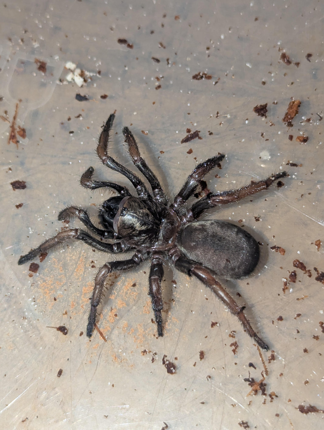 Trapdoors – CreepyCrawlys.com 🕷️
