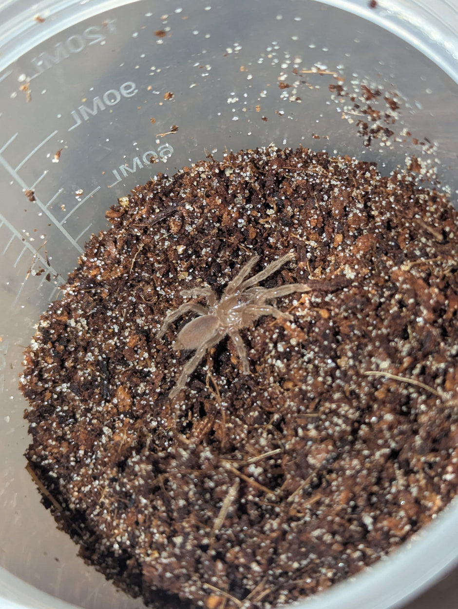 Tarantulas – CreepyCrawlys.com 🕷️