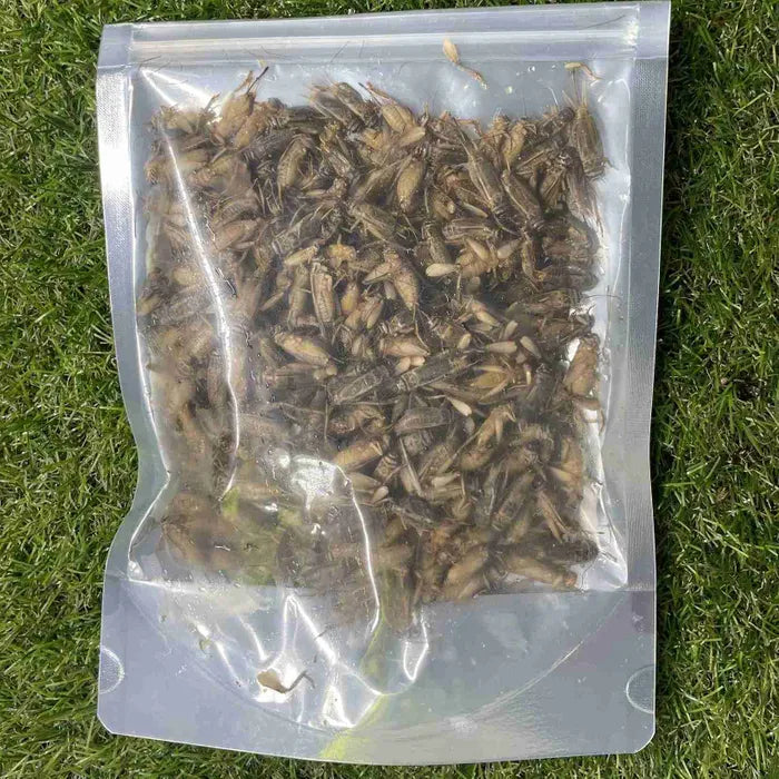 Minibeasts - Freeze-Dried Crickets 100g – CreepyCrawlys.com 🕷️